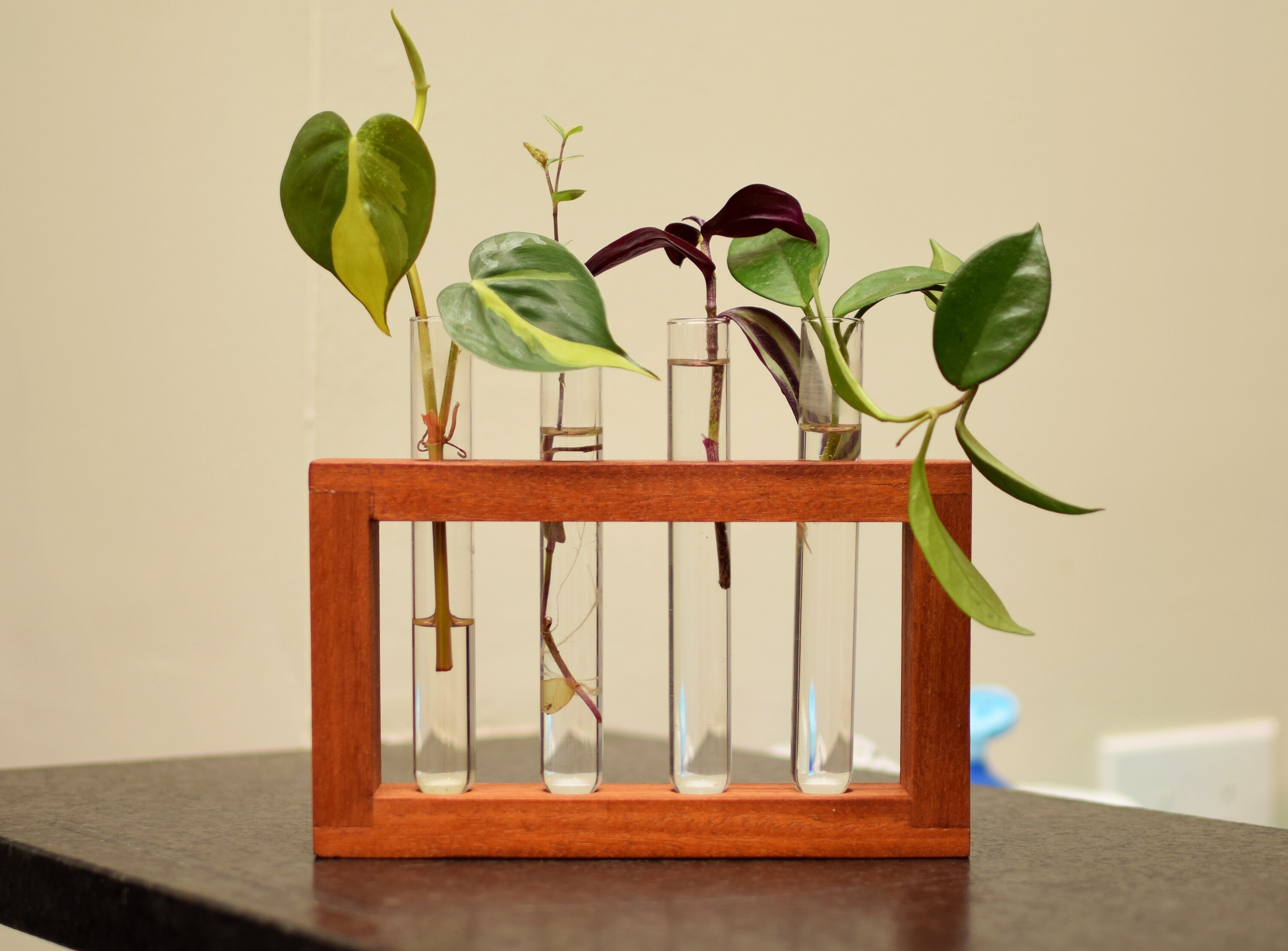 Mahogany Plant Propagation Station with Four Glass Tubes. | Etsy