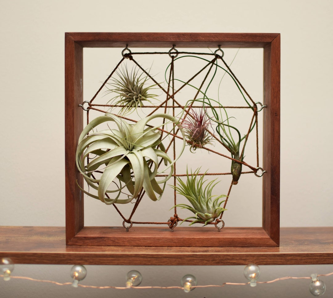 Handmade Walnut Wood Air Plant Display. Comes With Eye Hooks and ...