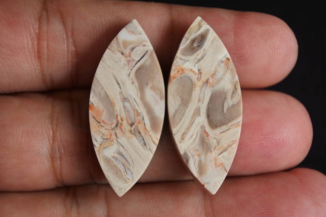 Fossil Palm Root Pair - Etsy