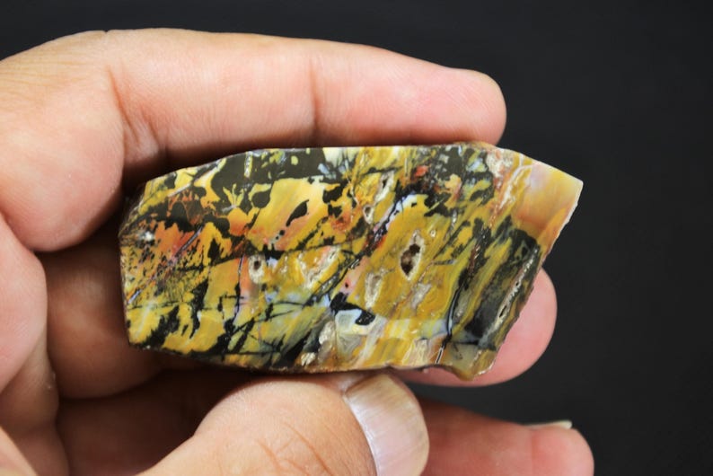 Specimen Slab Polished Multicolor Opalized Petrified Wood - Etsy