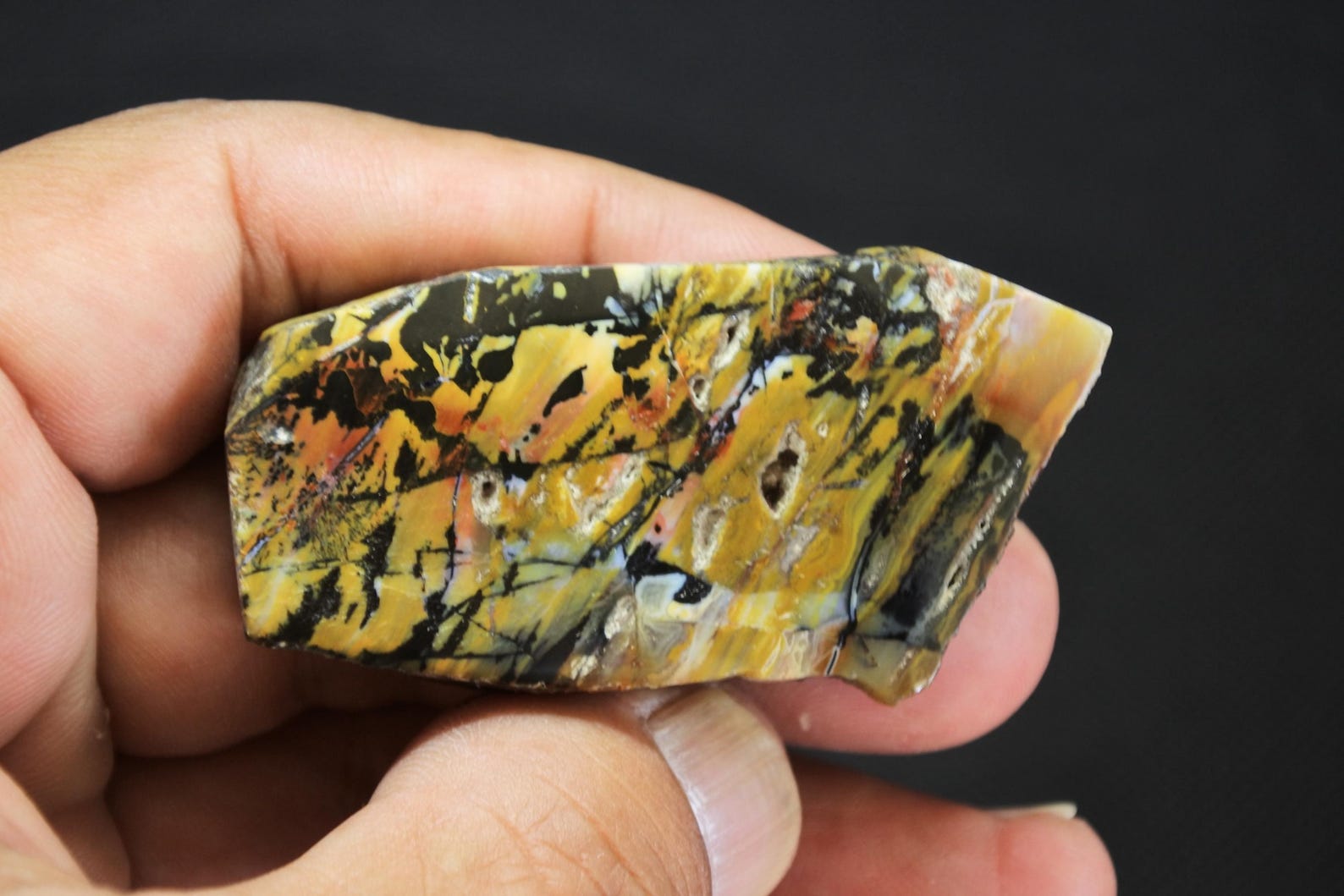 Specimen Slab Polished Multicolor Opalized Petrified Wood - Etsy