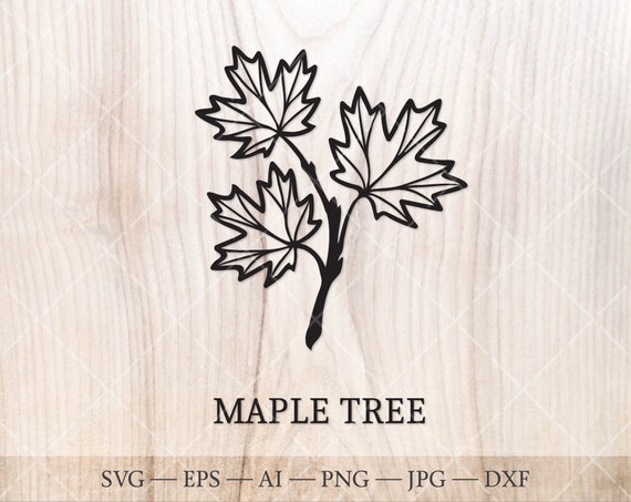 Maple Tree Branch Drawing