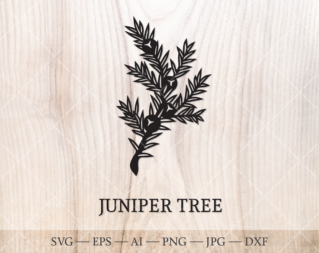Common Juniper (juniperus Communis) SVG. Juniper Tree Branch Outline ...