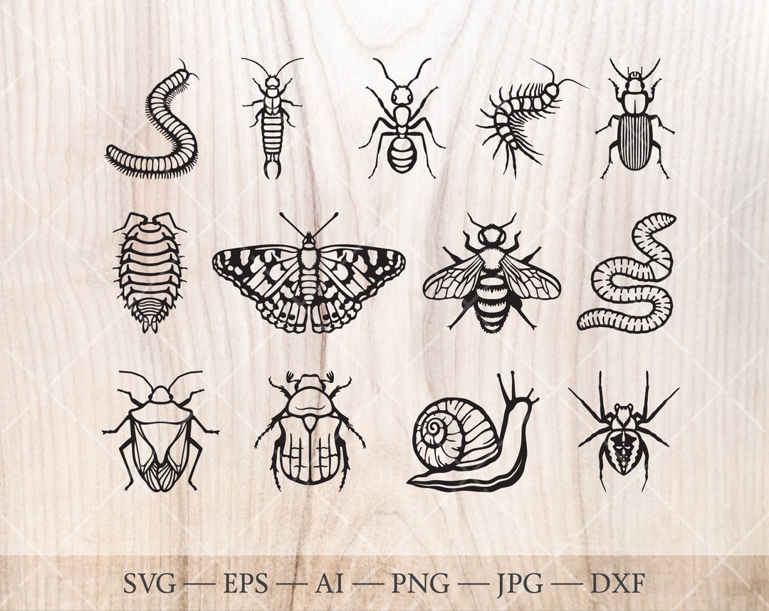 Invertebrates SVG, 13 Hand Drawn Insect SVG Cutting Files Butterfly ...