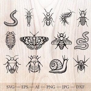 Invertebrates SVG, 13 Hand Drawn Insect SVG Cutting Files Butterfly ...