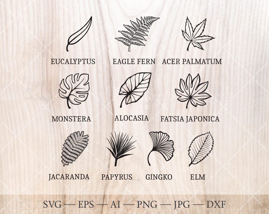Australian 10 Tree Leaf SVG Bundle, Floral Outline Drawings (digital ...