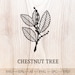 Chestnut Tree SVG. Birth Trees SVG. Birth Month Tree Outline Drawing ...