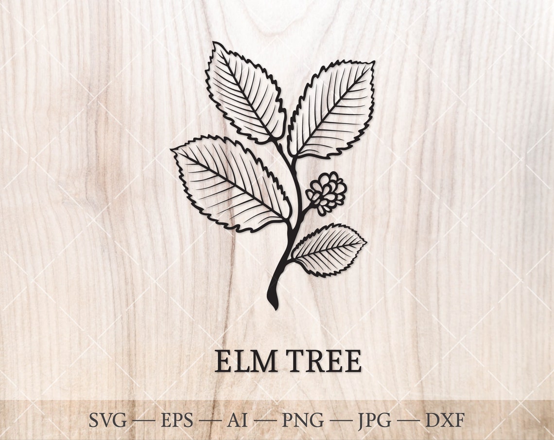 Elm Tree SVG. Birth Trees SVG. Birth Month Tree Outline Drawing ...