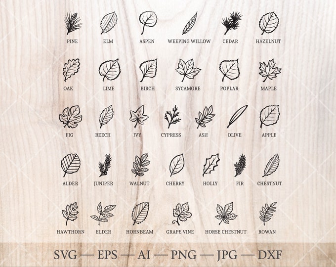 Types of Tree Leaves Cut File- a Science and Botany Download for ...
