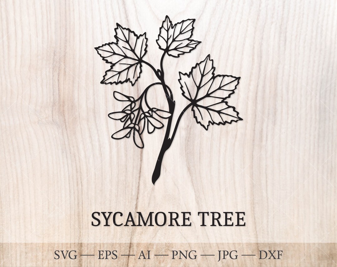 Sycamore (acer Pseudoplatanus) SVG. Sycamore Maple Tree Branch Outline ...