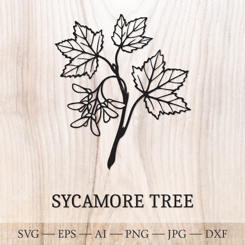 Sycamore Tree Svg - Etsy