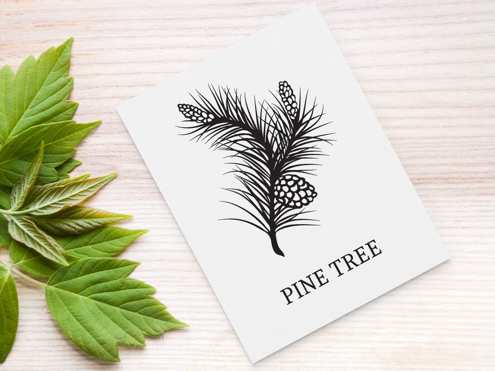 Birth Trees SVG Bundle. 21 Birth Month Tree Outline Drawings. - Etsy