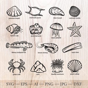 Seaside Rock Pool SVG Set, 15 Hand Drawn SVG Files - Crab, Hermit Crab ...