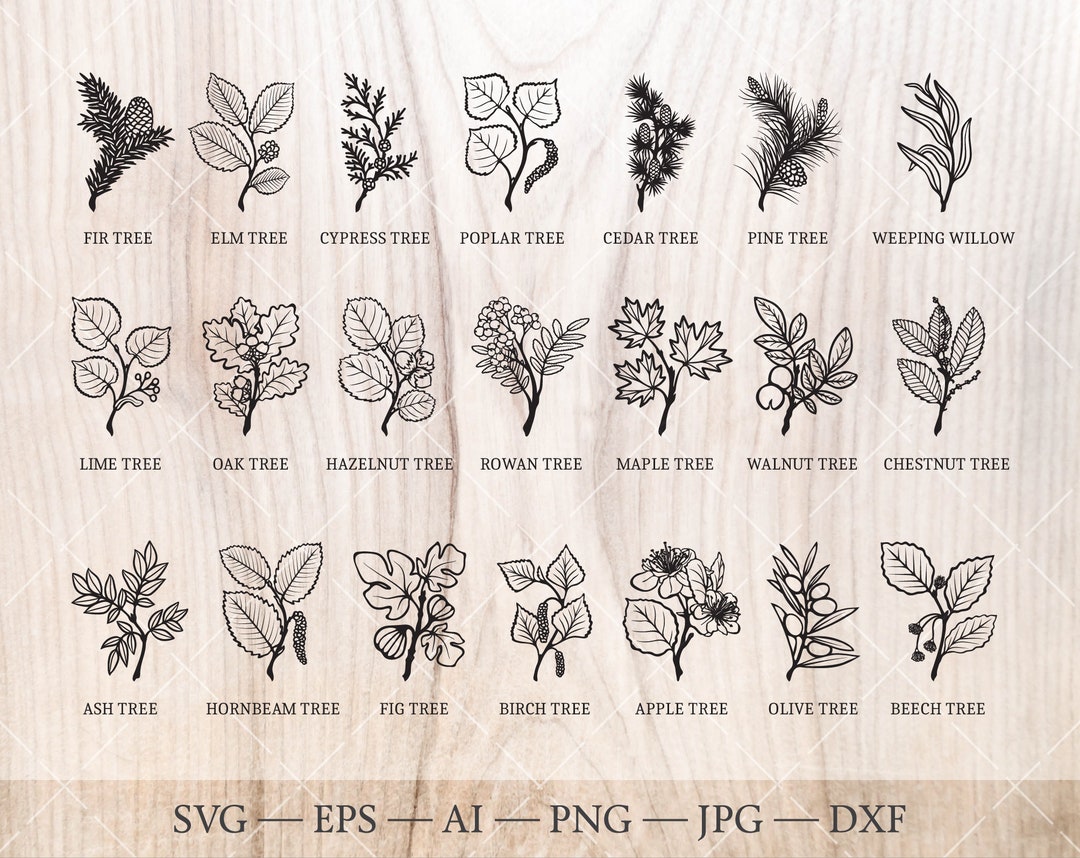 Birth Trees SVG Bundle. 21 Birth Month Tree Outline Drawings. Birthday ...