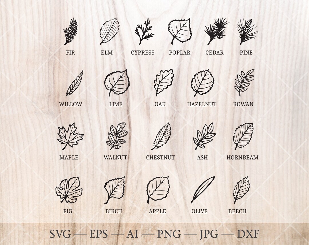 Birth Trees SVG Bundle. 21 Birth Month Tree Leaf Outline Drawings ...