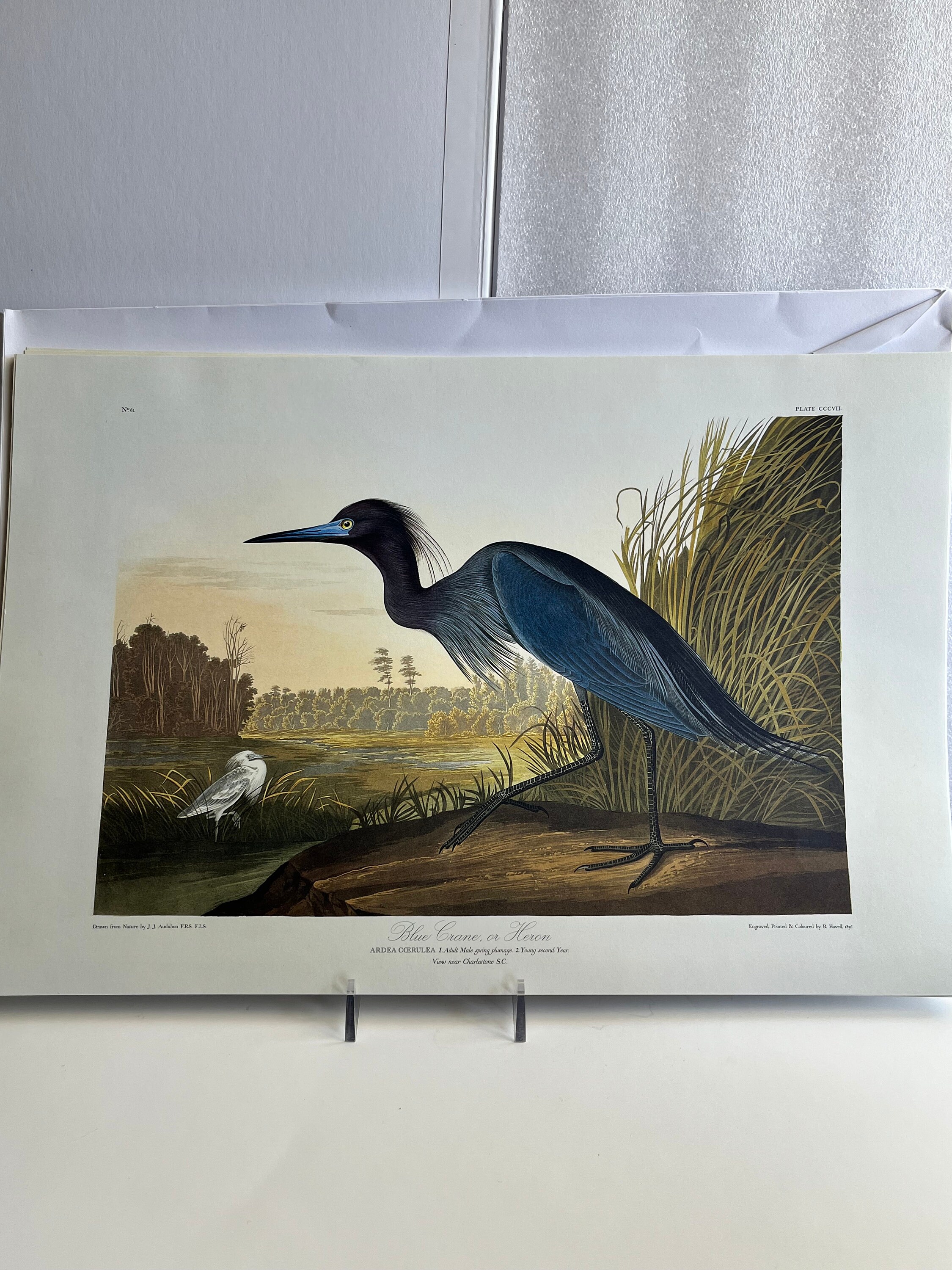 The Art of Audubon 16 Frameable Prints From John James Audubon the ...