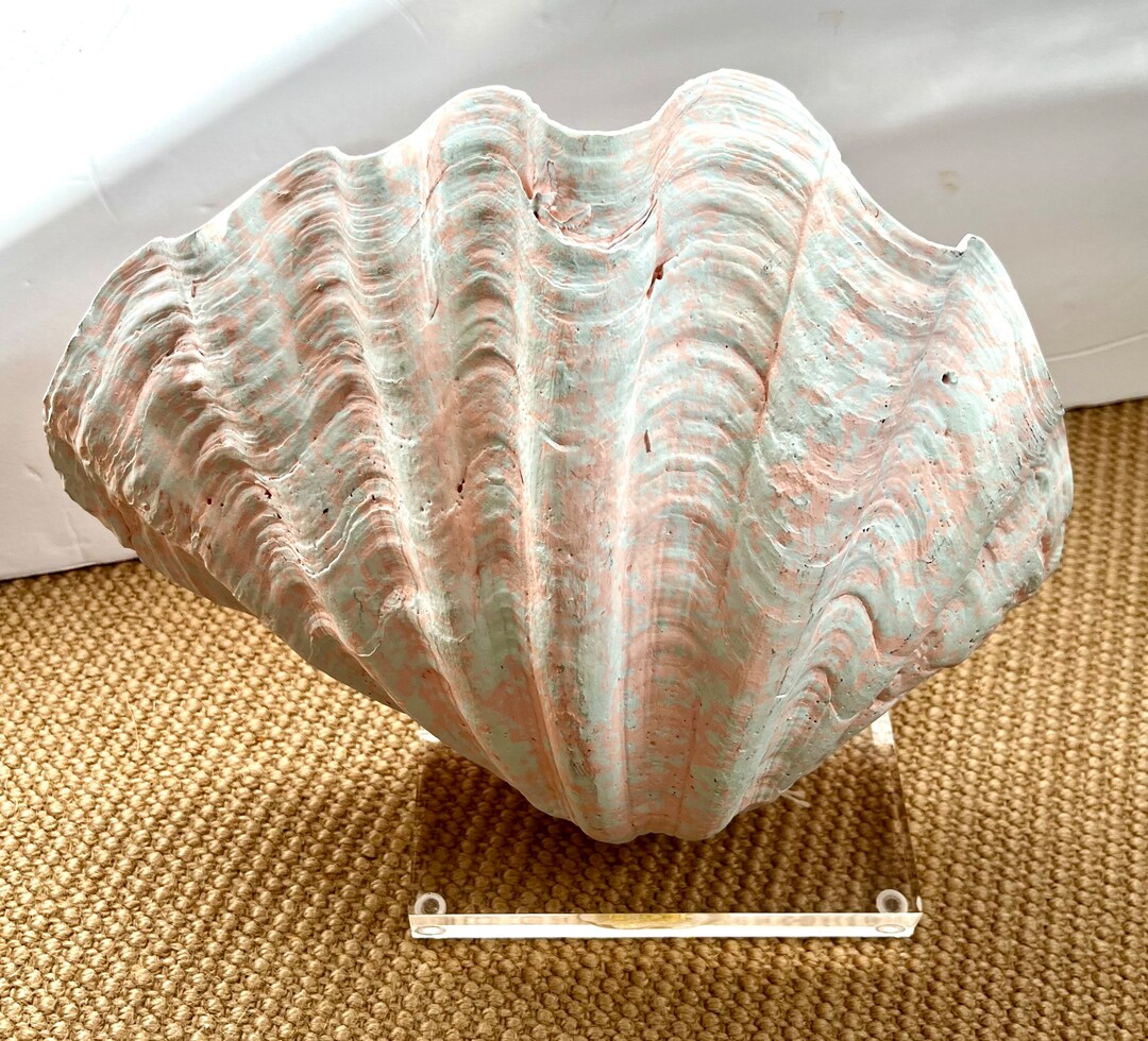 Vintage 1980s Large Real Clam Shell on Acrylic Lucite Stand 9"h X 11.5 ...