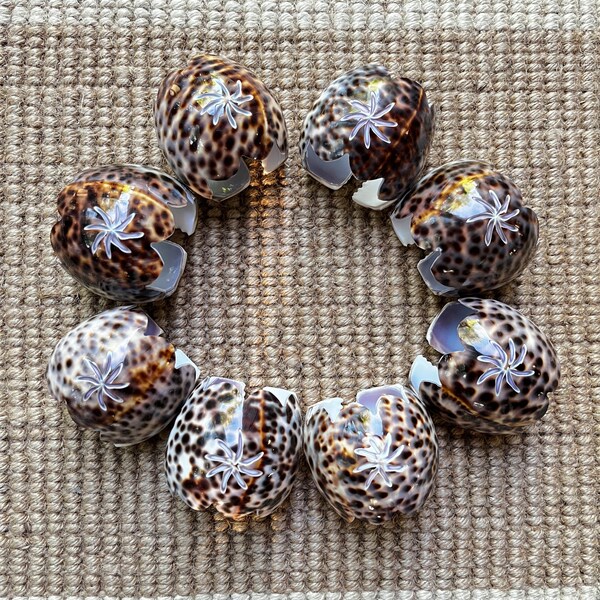 Leopard Cowrie Shell - Etsy