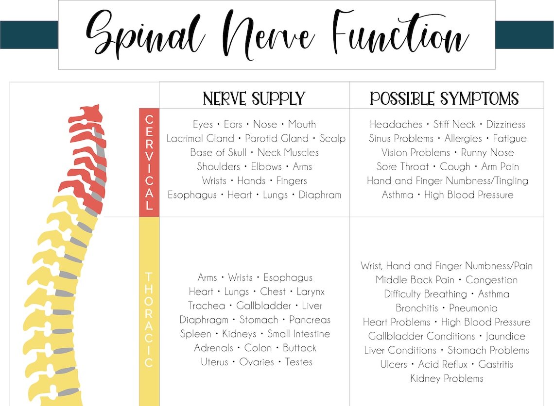 Spinal Nerve Function 3 Principles Educational Chiropractic Poster - Etsy
