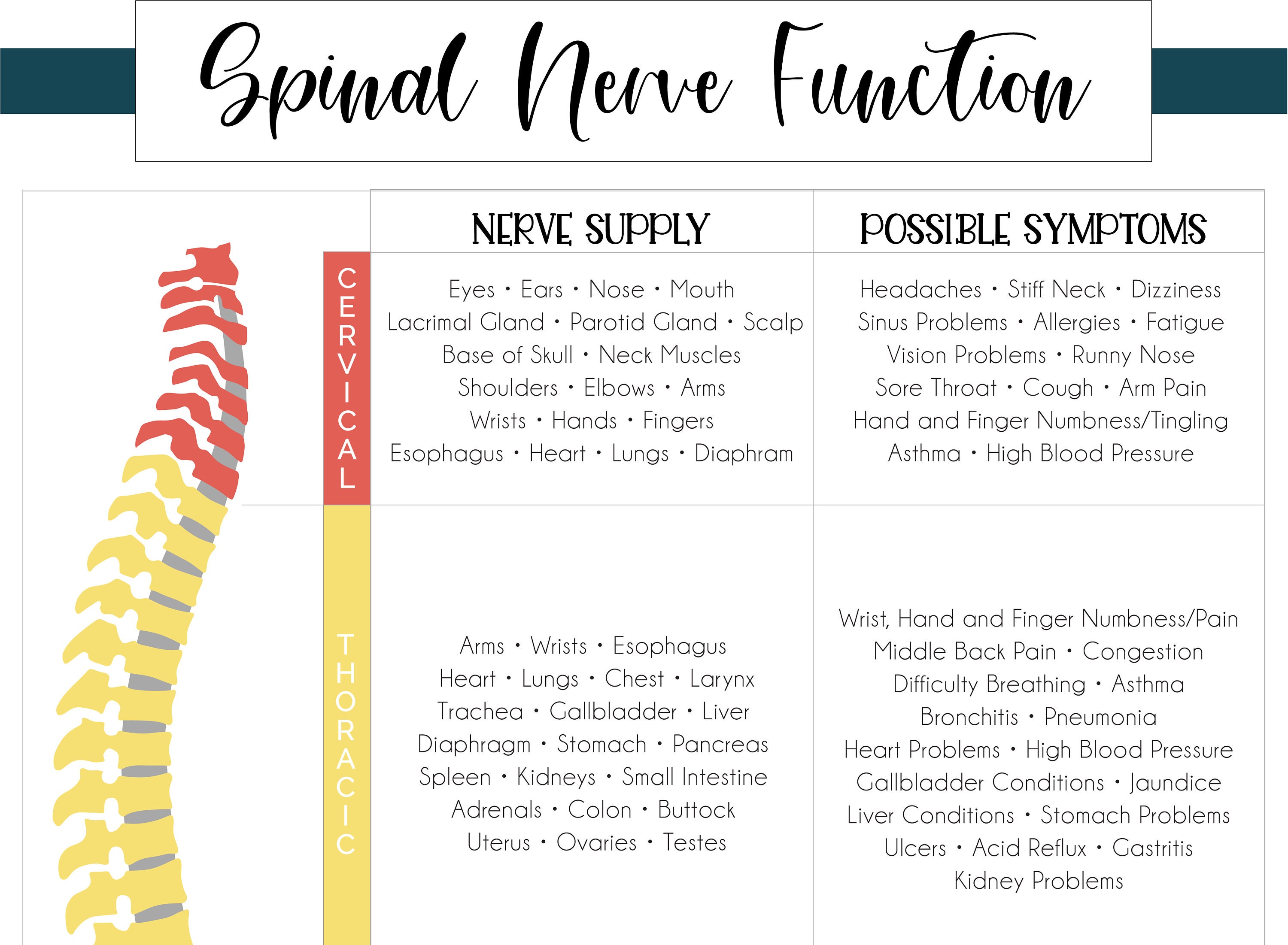 Spinal Nerve Function + 3 Principles | Educational Chiropractic Poster ...