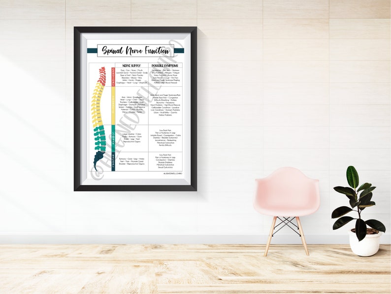 Spinal Nerve Function | Educational Chiropractic Poster - Etsy