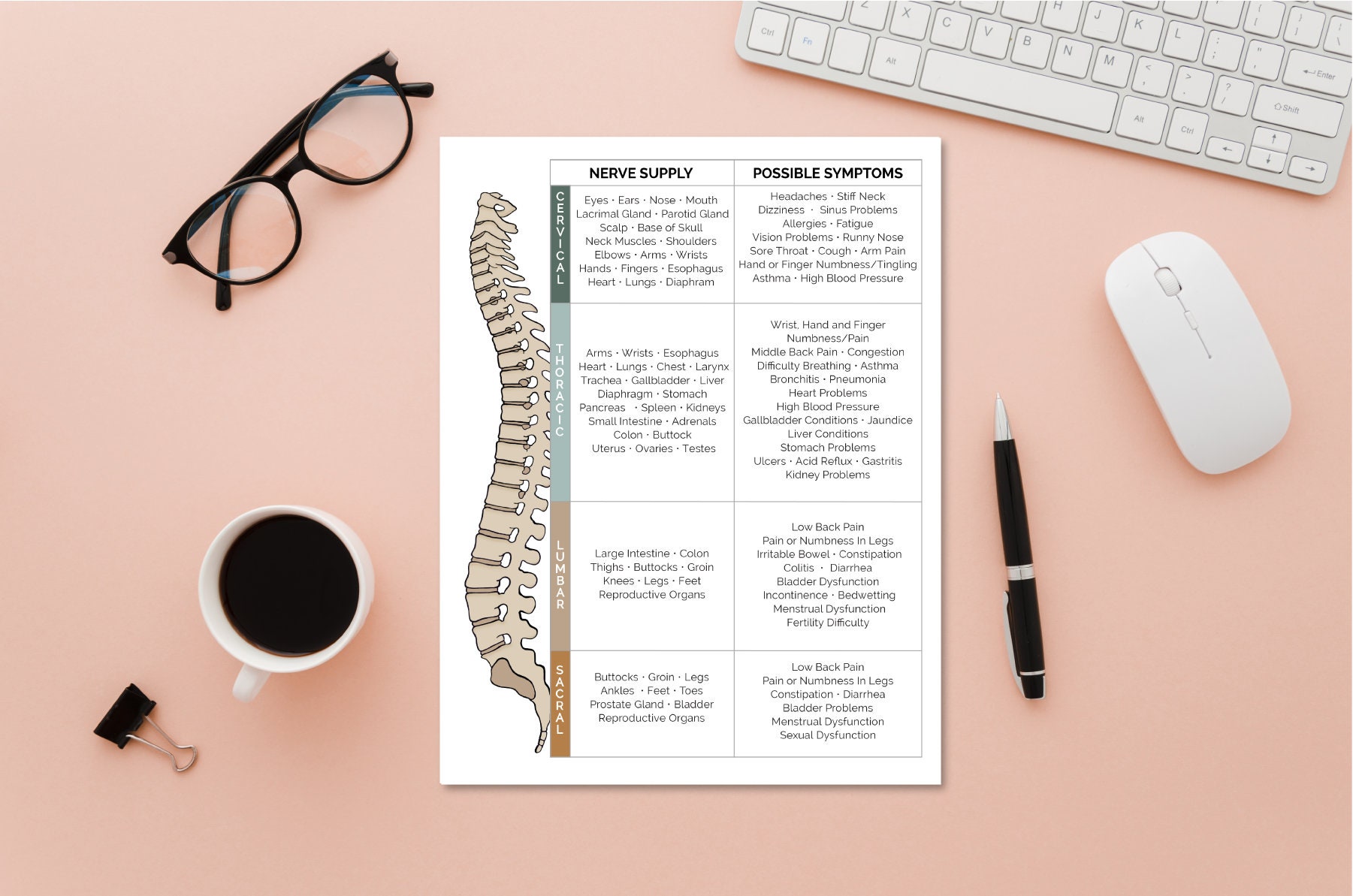ROF Patient Handout | Chiropractic Report of Findings | Spinal Nerve ...