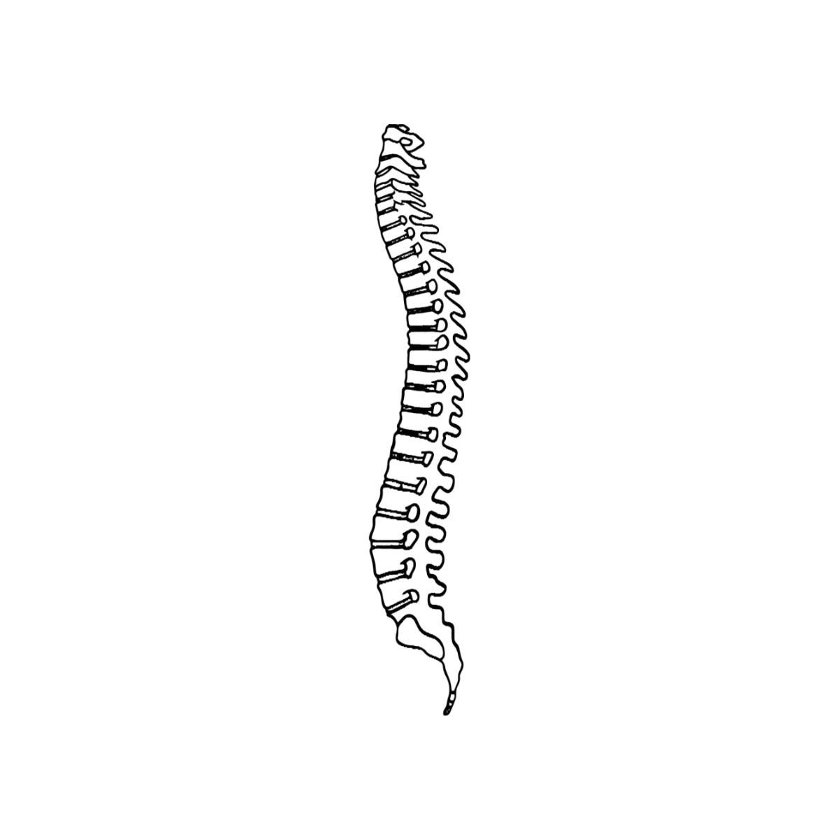 Spine Wall Art | Metal Wall Art Drawing | Chiropractic Wall Art | Spine ...