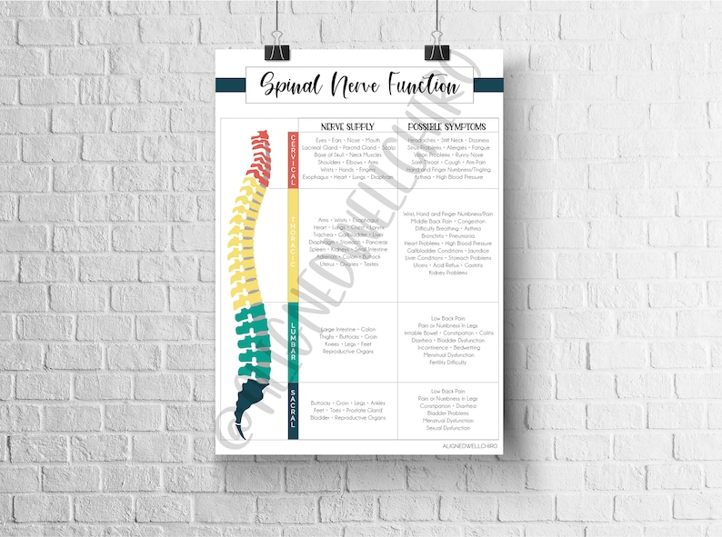 Spinal Nerve Function | Educational Chiropractic Poster - Etsy