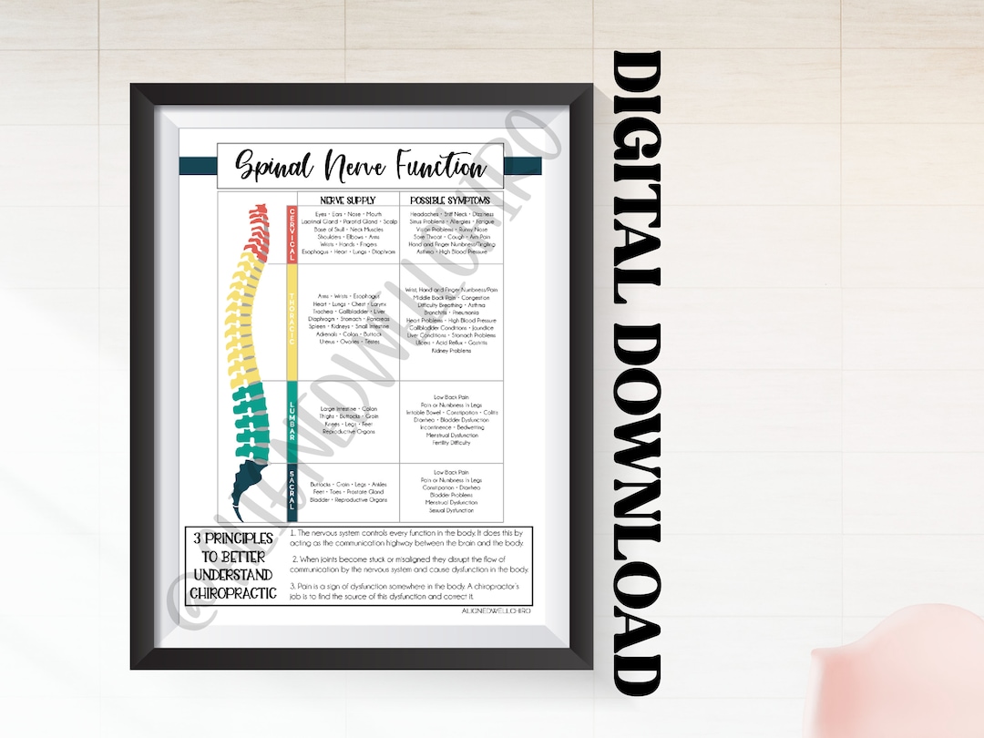 Spinal Nerve Chart Digital Download | Chiropractic Nerve Chart - Etsy
