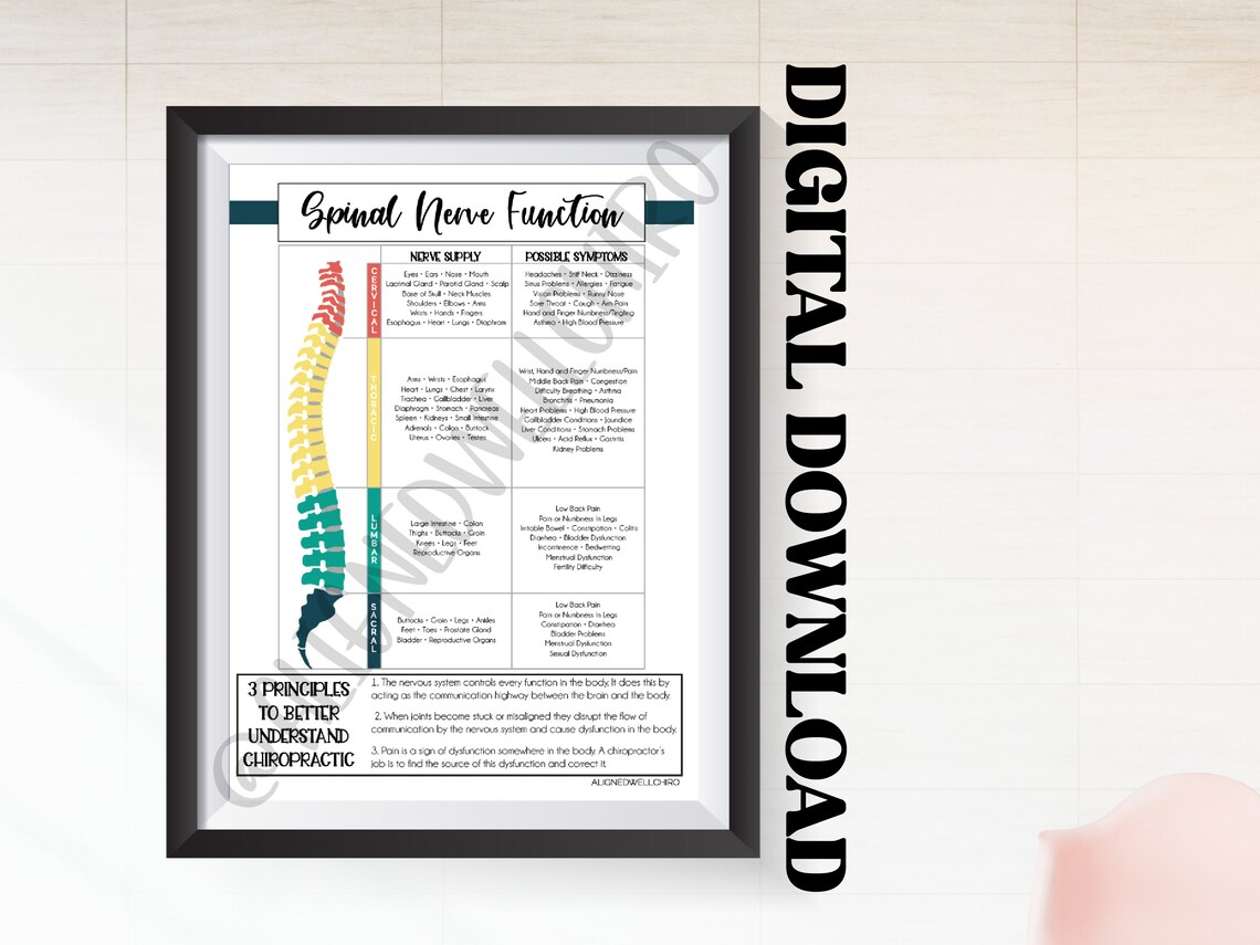 Spinal Nerve Chart Digital Download | Chiropractic Nerve Chart - Etsy