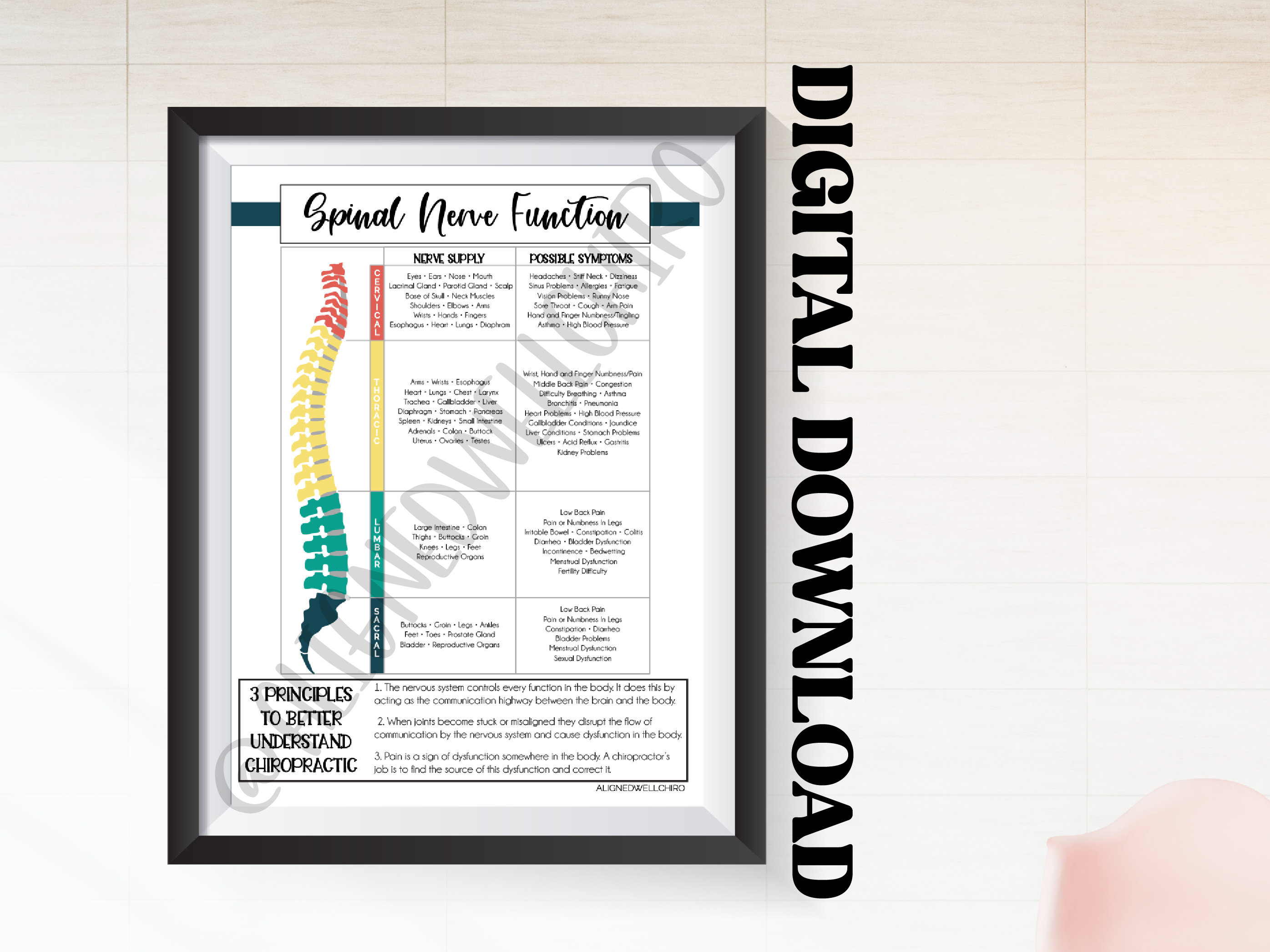 Spinal Nerve Chart Digital Download | Chiropractic Nerve Chart - Etsy