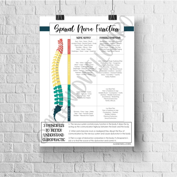 Chiropractic Educational Poster - Etsy