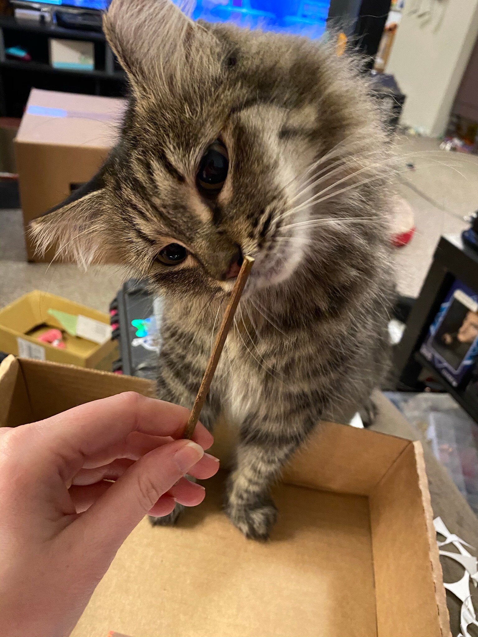 Silver Vine Matatabi Stick Sampler | Etsy