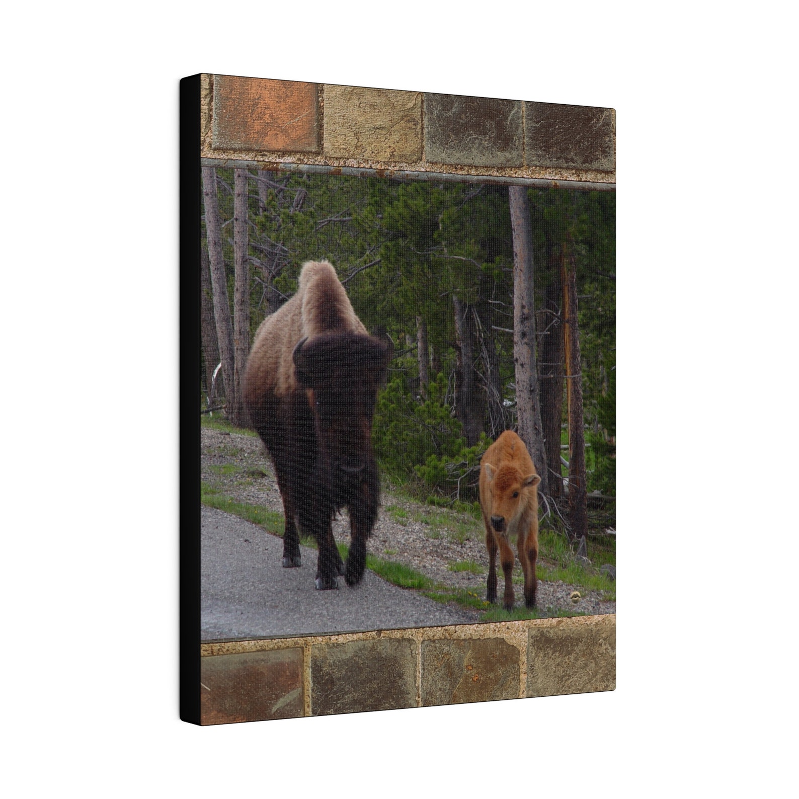 Canvas, Stretched, 0.75" 11women EXCLUSIVE Design! 8" X 10" Buffalo ...