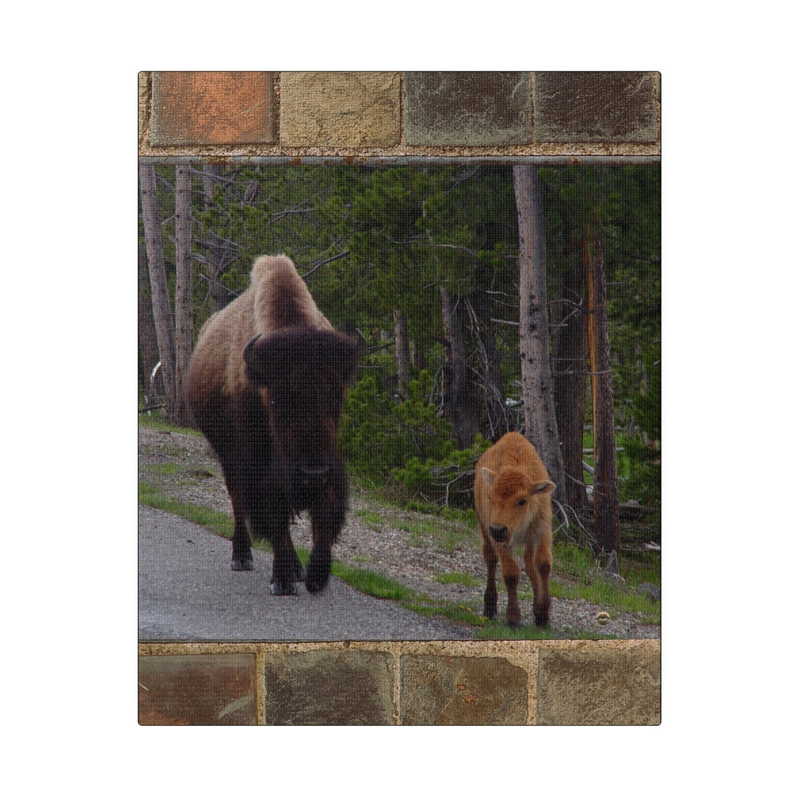 Canvas, Stretched, 0.75" 11women EXCLUSIVE Design! 8" X 10" Buffalo ...