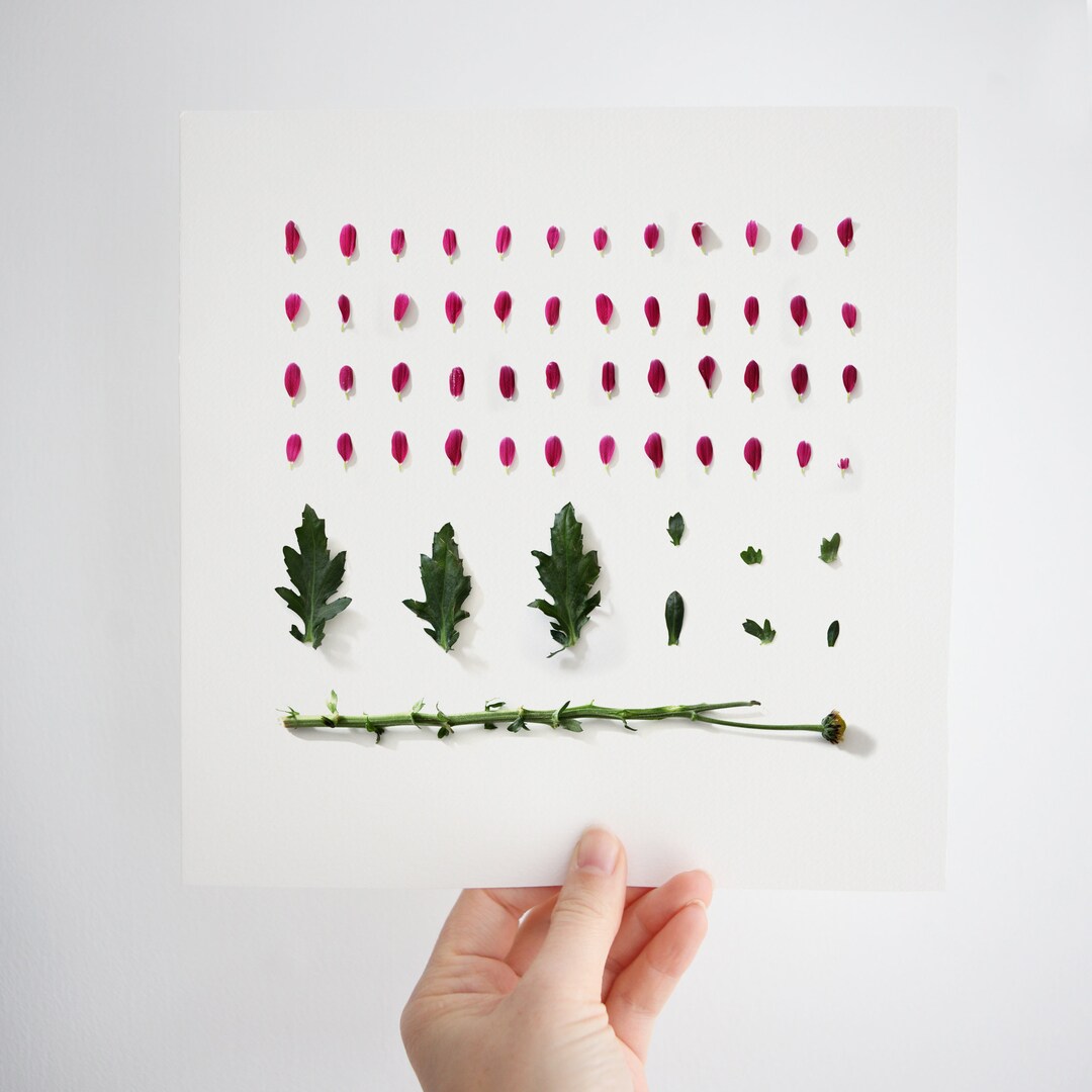 Personalised November Birth Flower Print | Chrysanthemum Botanical ...