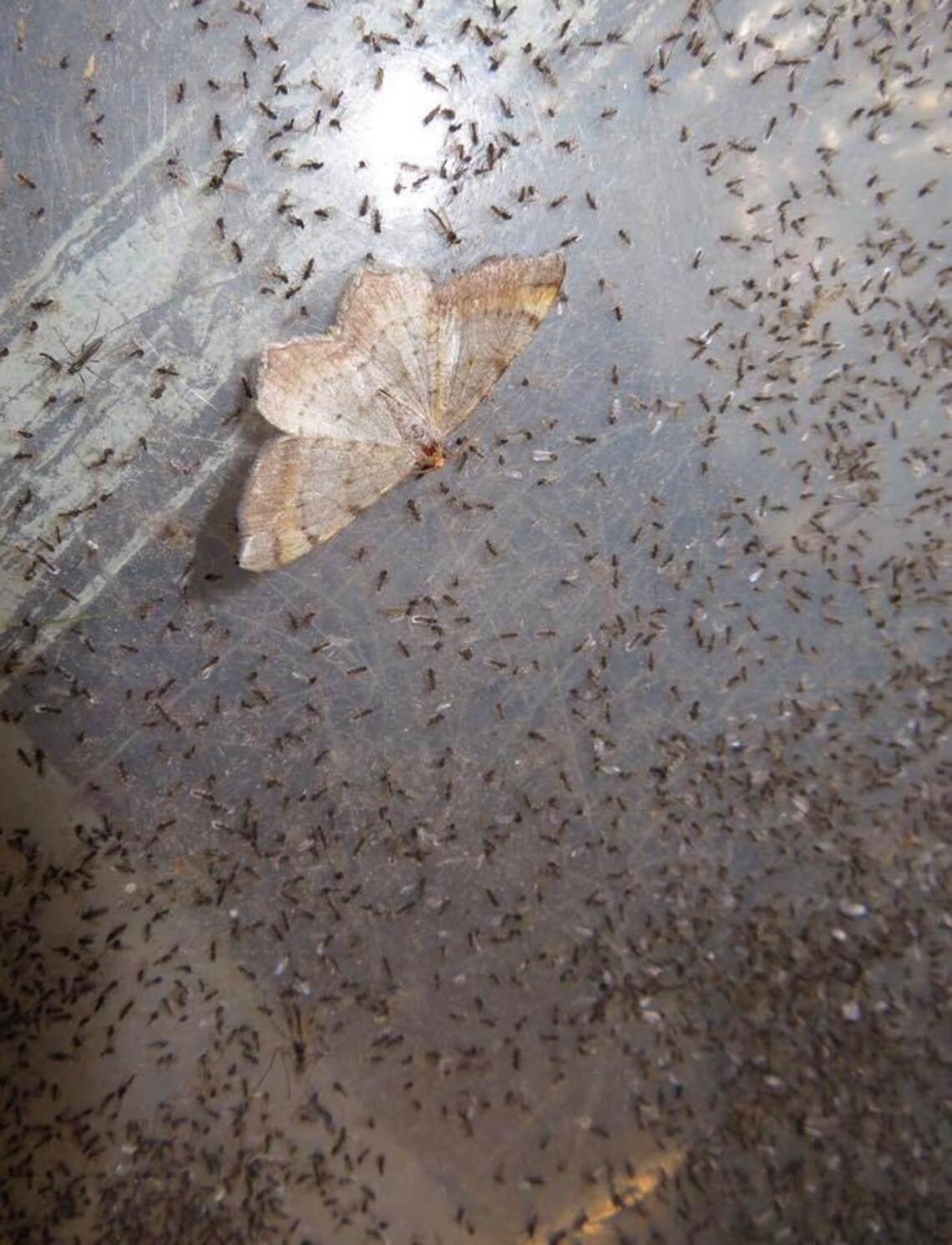 Midge Pendant Unique Real Scottish Midges Preserved in - Etsy