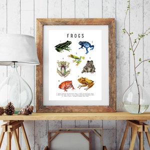 Frog Poster Frog Illustration Frog Tropical Decor | Etsy