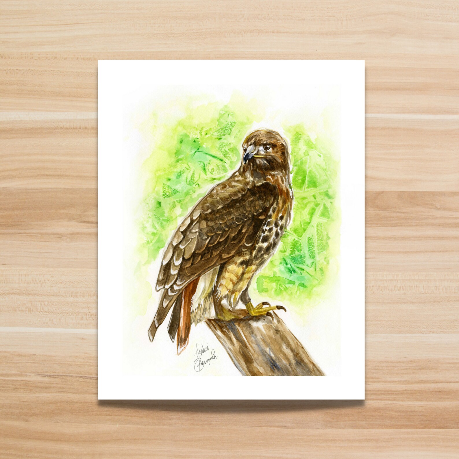 Red Tail Hawk Illustration Red Tail Hawk Hawk Watercolor - Etsy