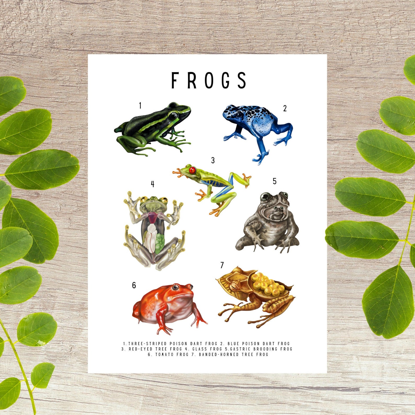 Frog Poster Frog Illustration Frog Tropical Decor - Etsy