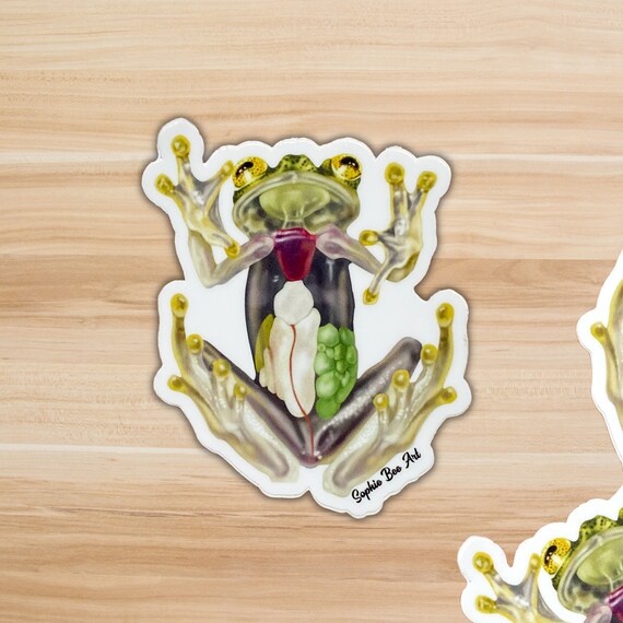 Frog Vinyl Sticker Frog Stickers Frog Sticker Anatomy | Etsy