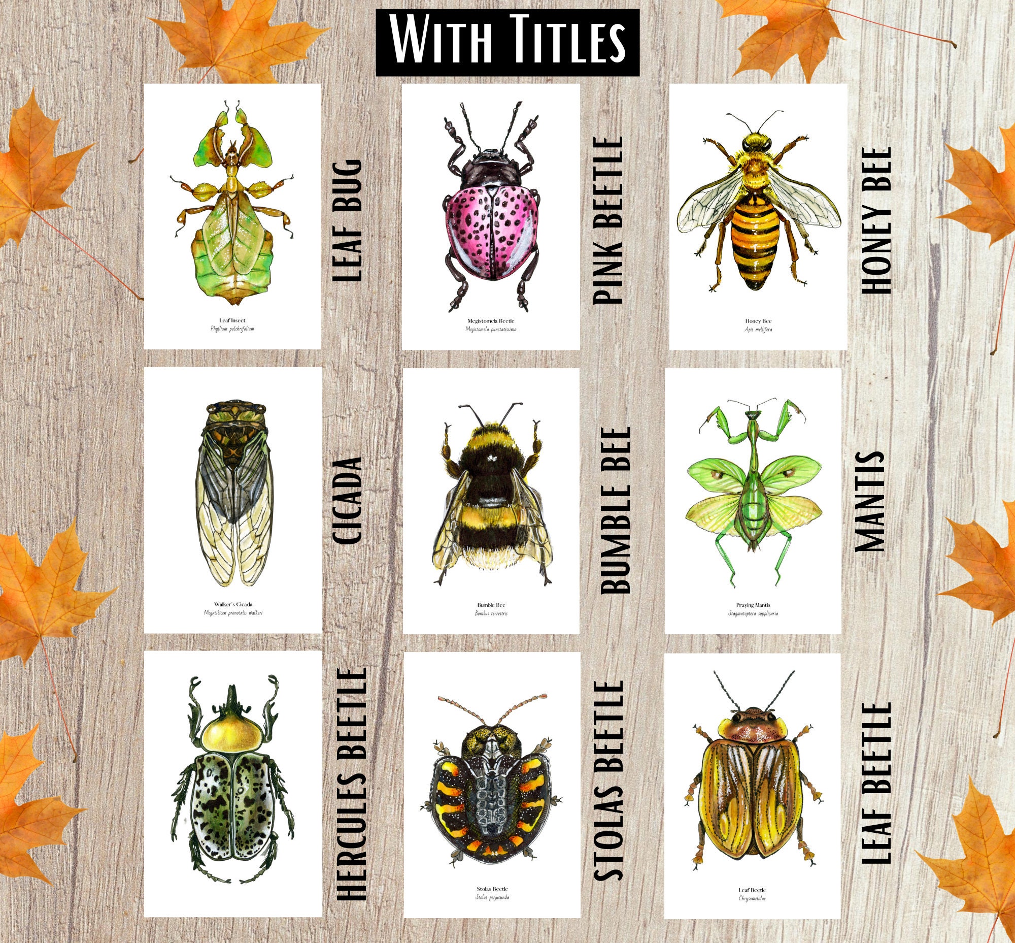 Assorted Bug Postcards BUNDLE of 9 HALLOWEEN Decor Bugs | Etsy