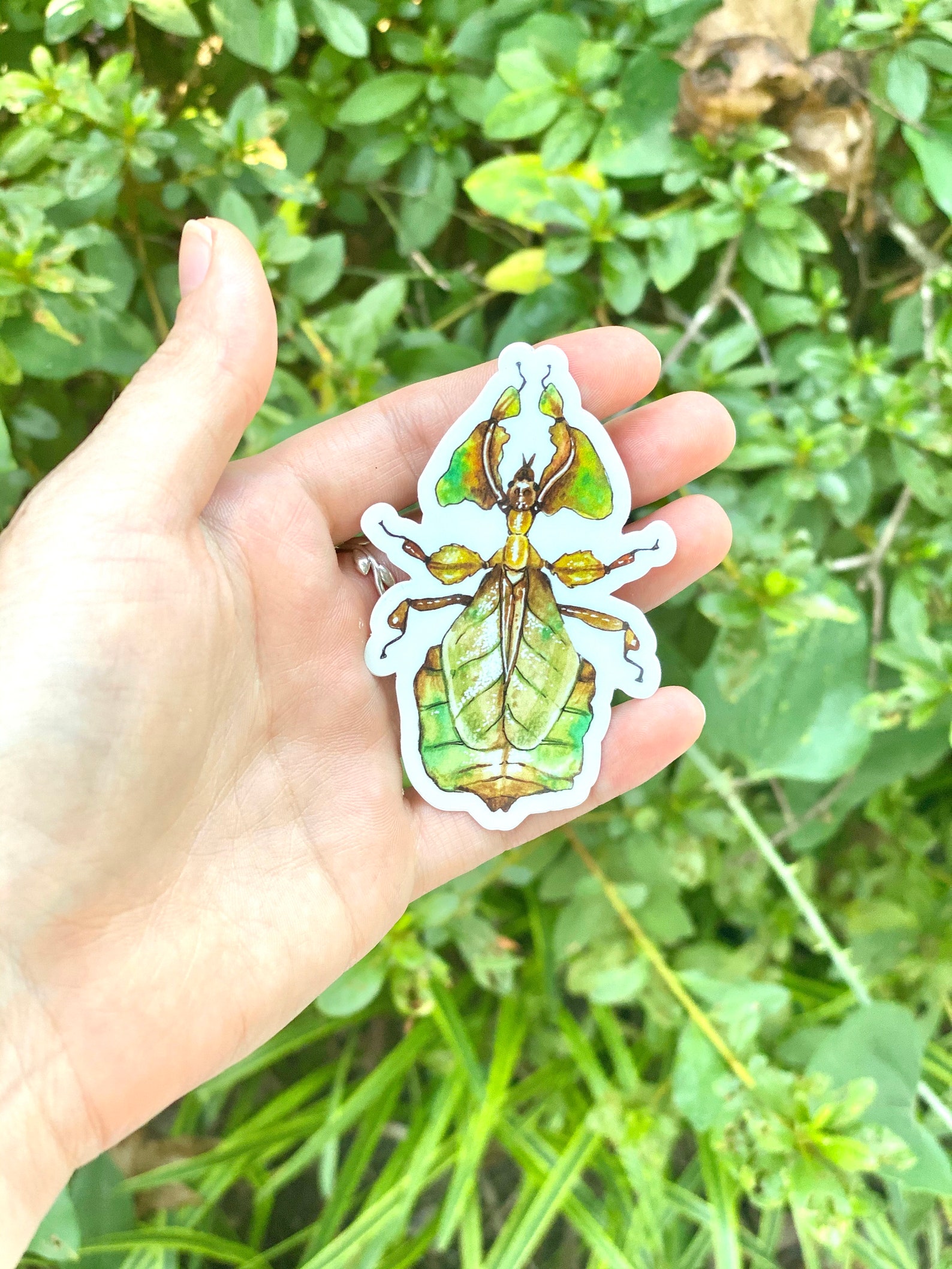Leaf Bug Vinyl Sticker, Bug Stickers, Bug, Leaf Bug, Sticker, Insect ...