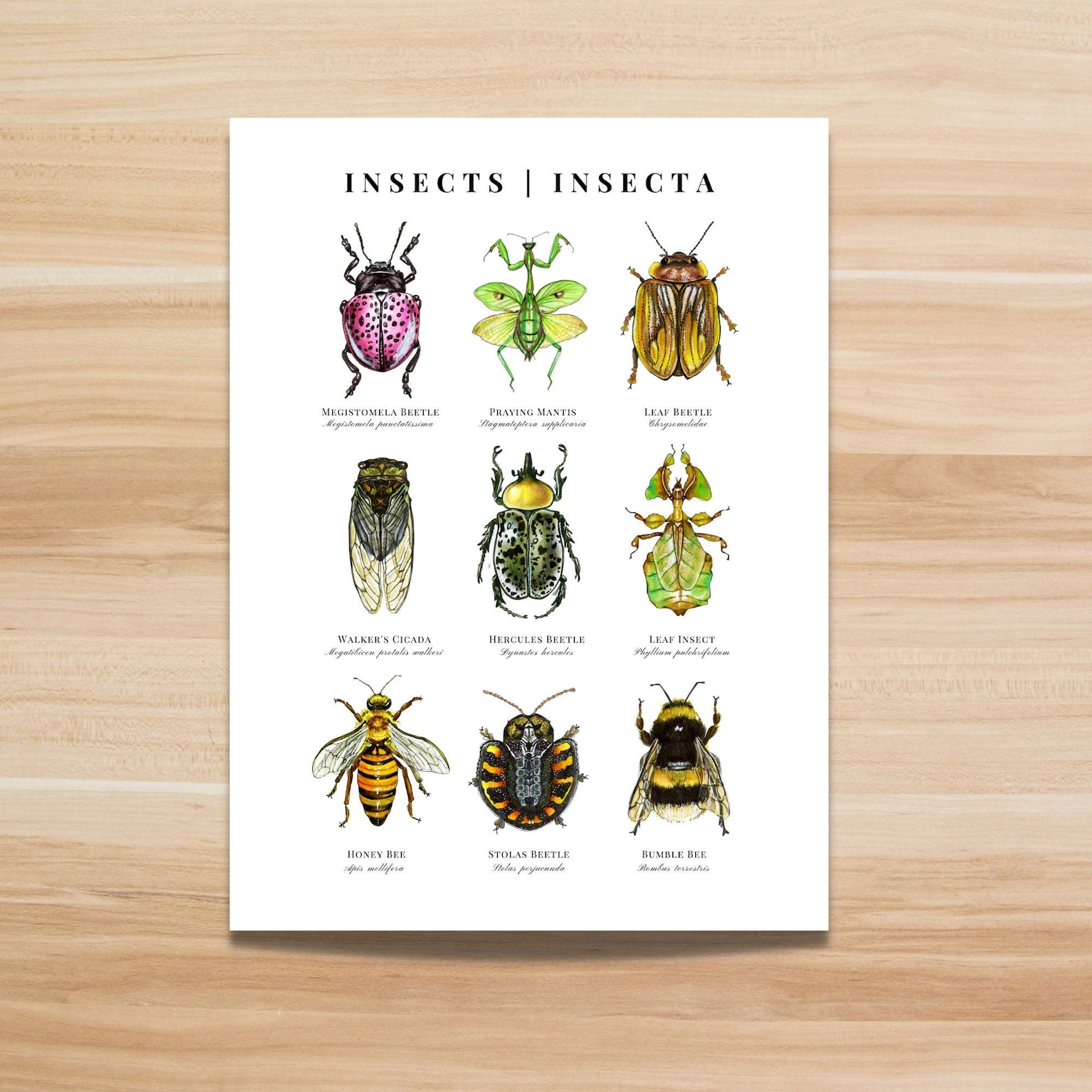 INSECT POSTER Insect Painting Insects Bugs Scientific Art - Etsy UK