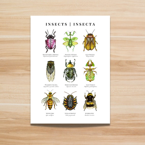 INSECT POSTER Insect Painting Insects Bugs Scientific Art | Etsy UK