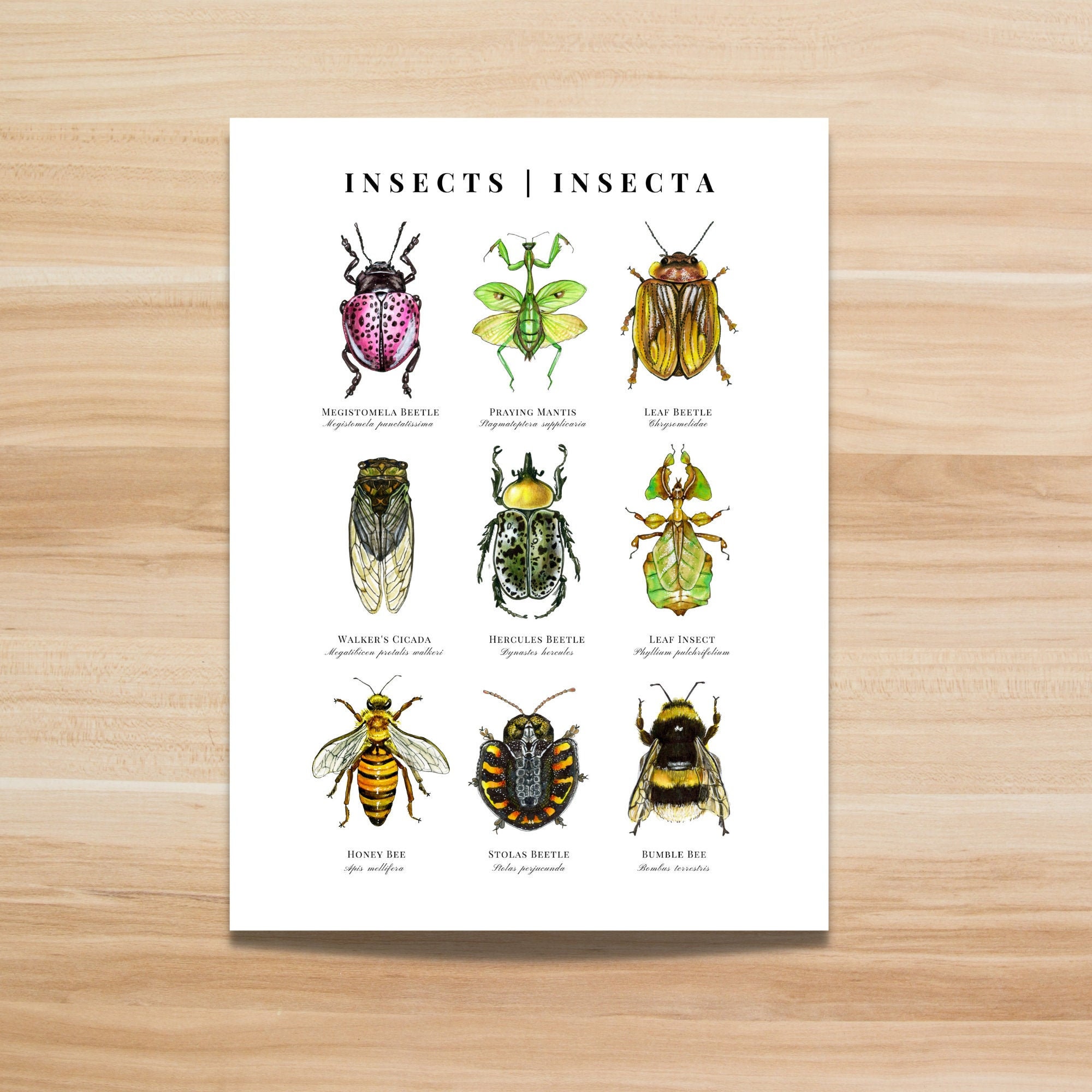 INSECT POSTER, Insect Painting, Insects, Bugs, Scientific Art ...