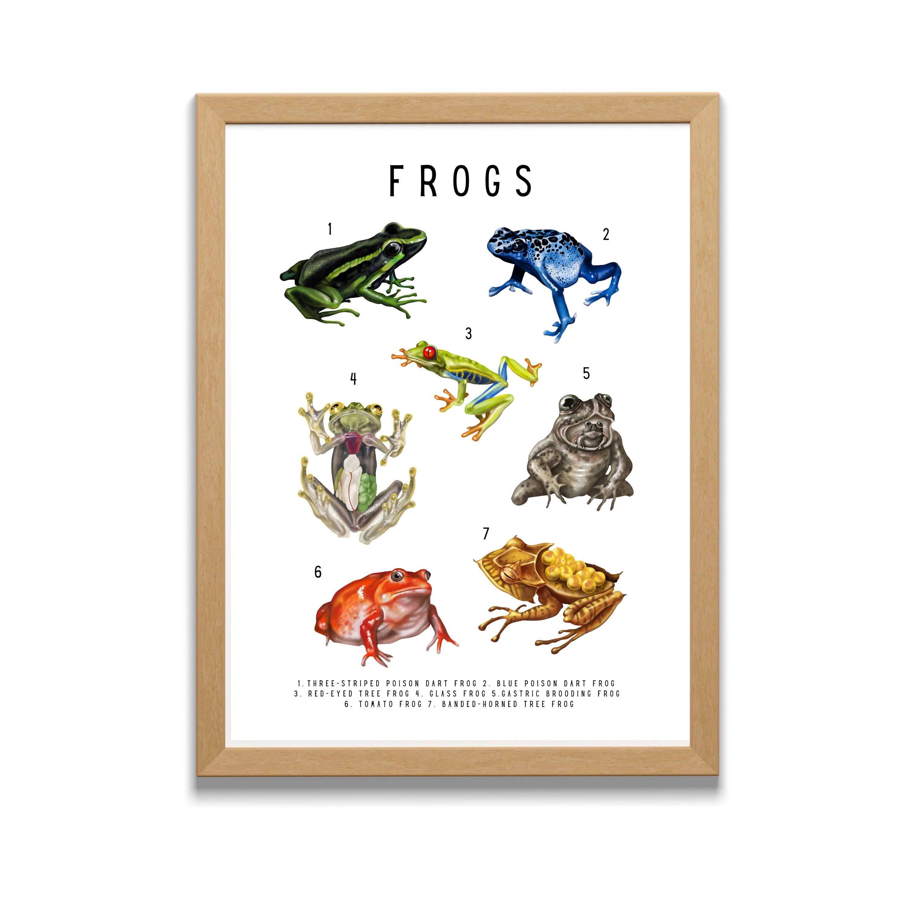 Frog Poster, Frog Illustration, Frog, Tropical Decor, Tropical, Home ...