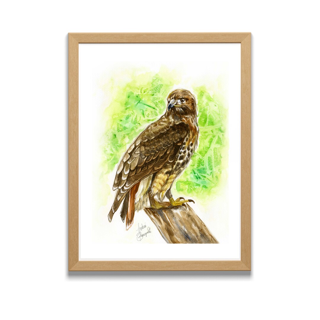 Red Tail Hawk Illustration, Red Tail Hawk, Hawk, Watercolor, Wall Art ...