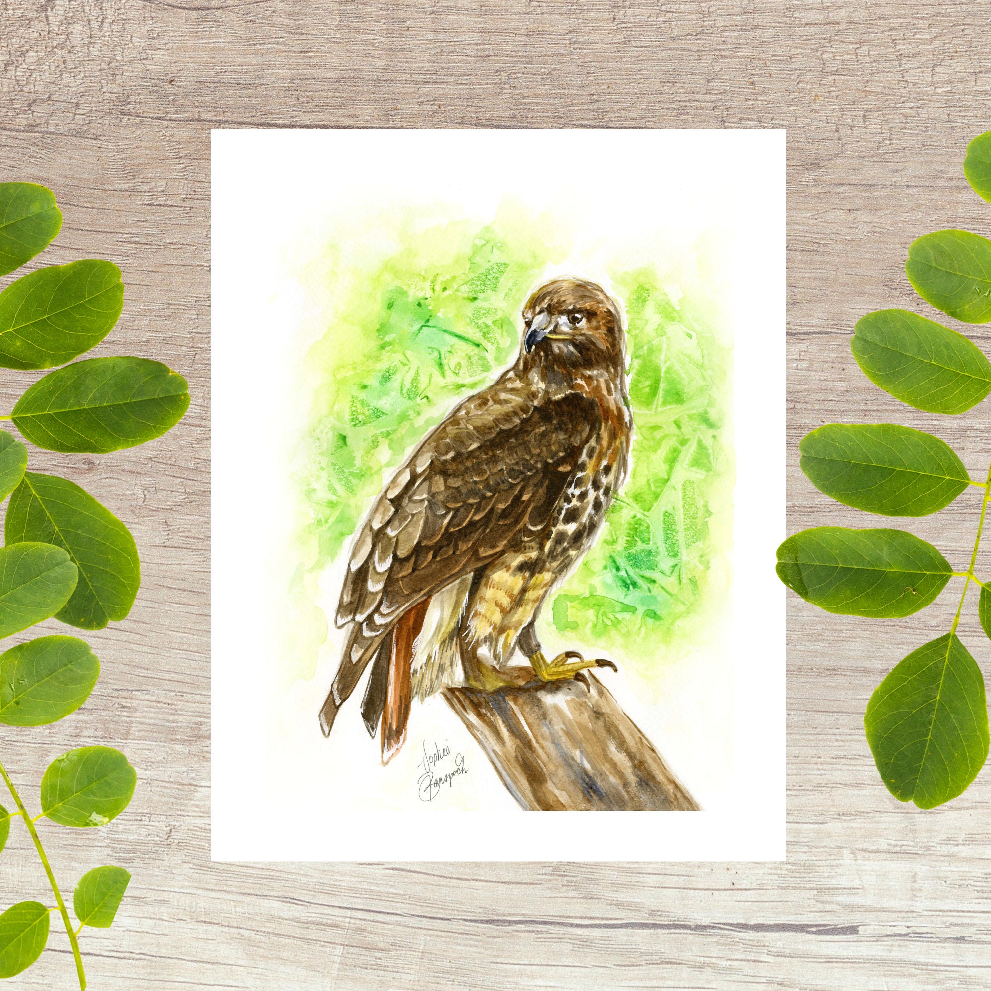 Red Tail Hawk Illustration Red Tail Hawk Hawk Watercolor - Etsy
