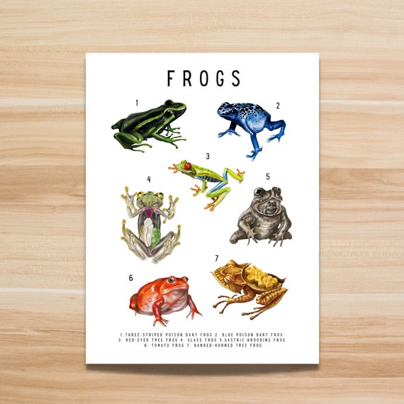 Frog Poster Frog Illustration Frog Tropical Decor - Etsy